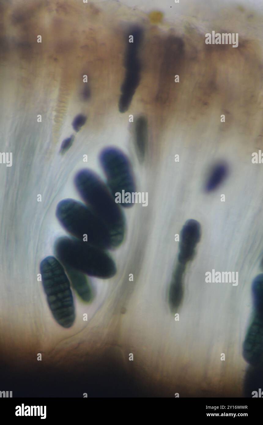 lemon map lichen (Rhizocarpon macrosporum) Fungi Stock Photo - Alamy