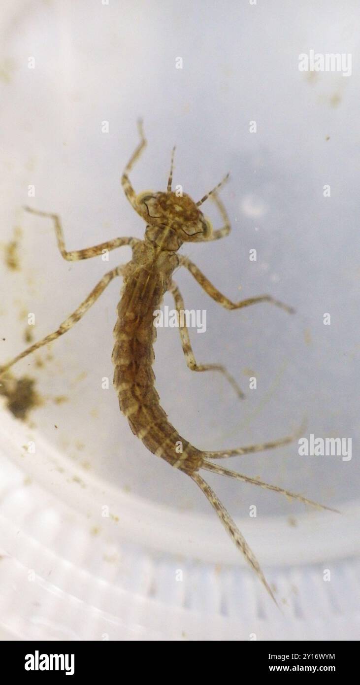 Narrow-winged Damselflies (Coenagrionidae) Insecta Stock Photo - Alamy