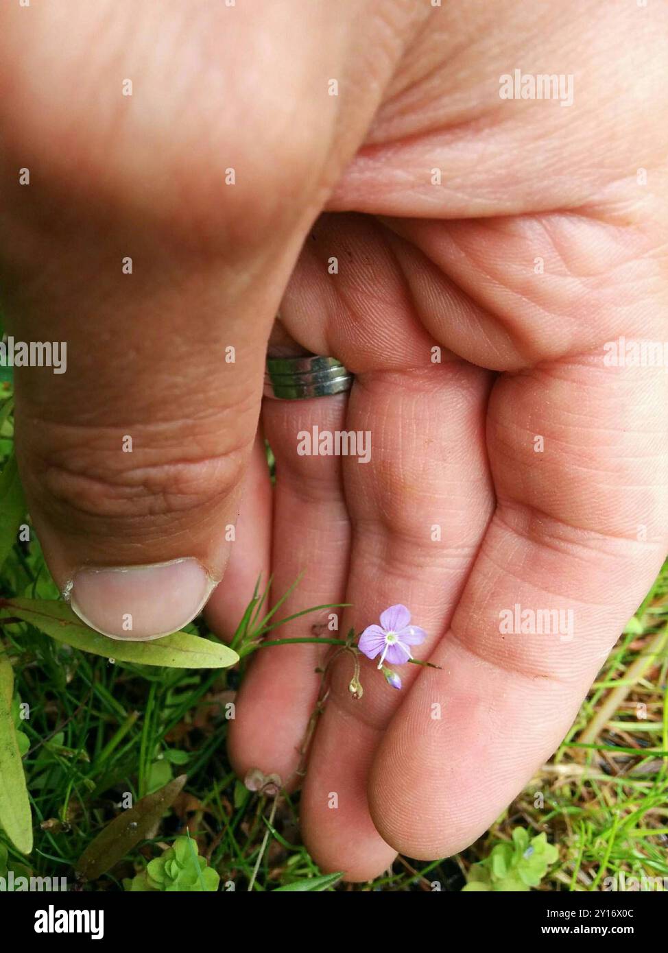 Marsh Speedwell (Veronica scutellata) Plantae Stock Photo - Alamy