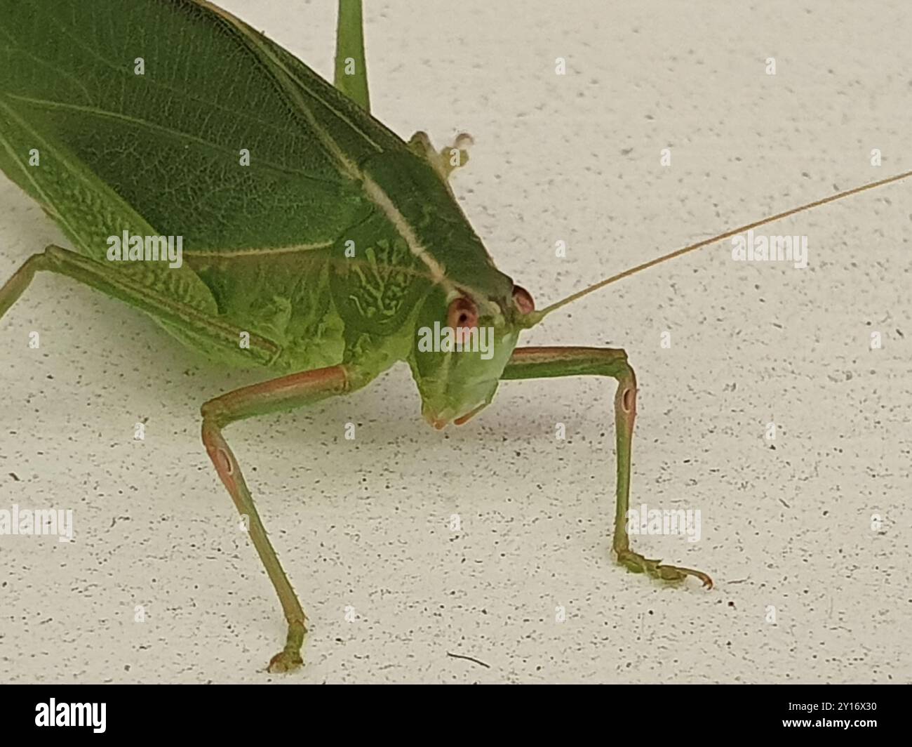 Australian Common Garden Katydid (Caedicia simplex) Insecta Stock Photo ...