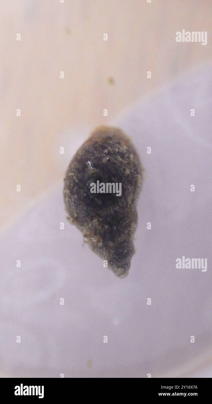 Pond Snails, Bladder Snails, and Allies (Lymnaeoidea) Mollusca Stock ...