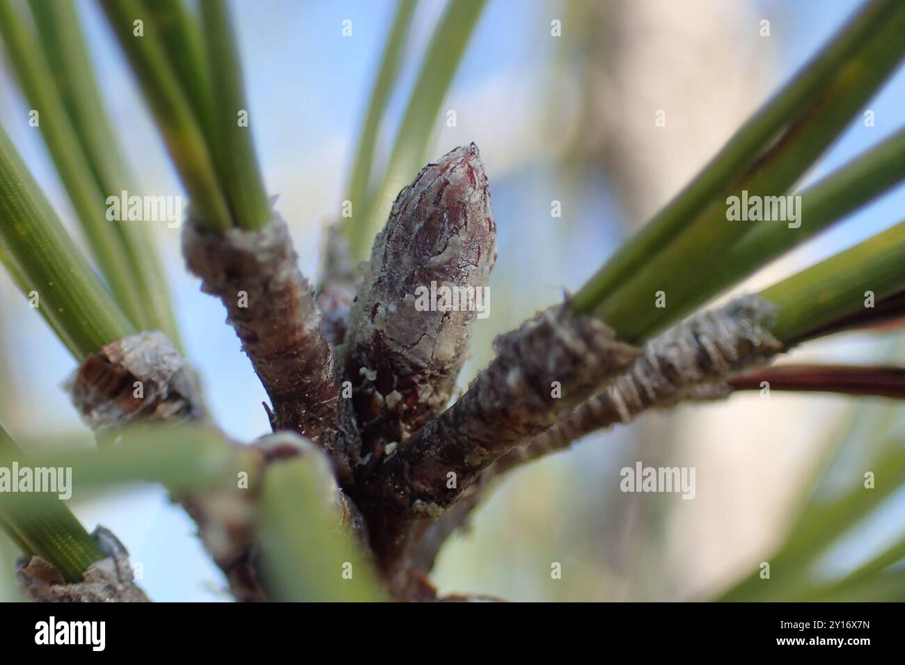 pond pine (Pinus serotina) Plantae Stock Photo - Alamy