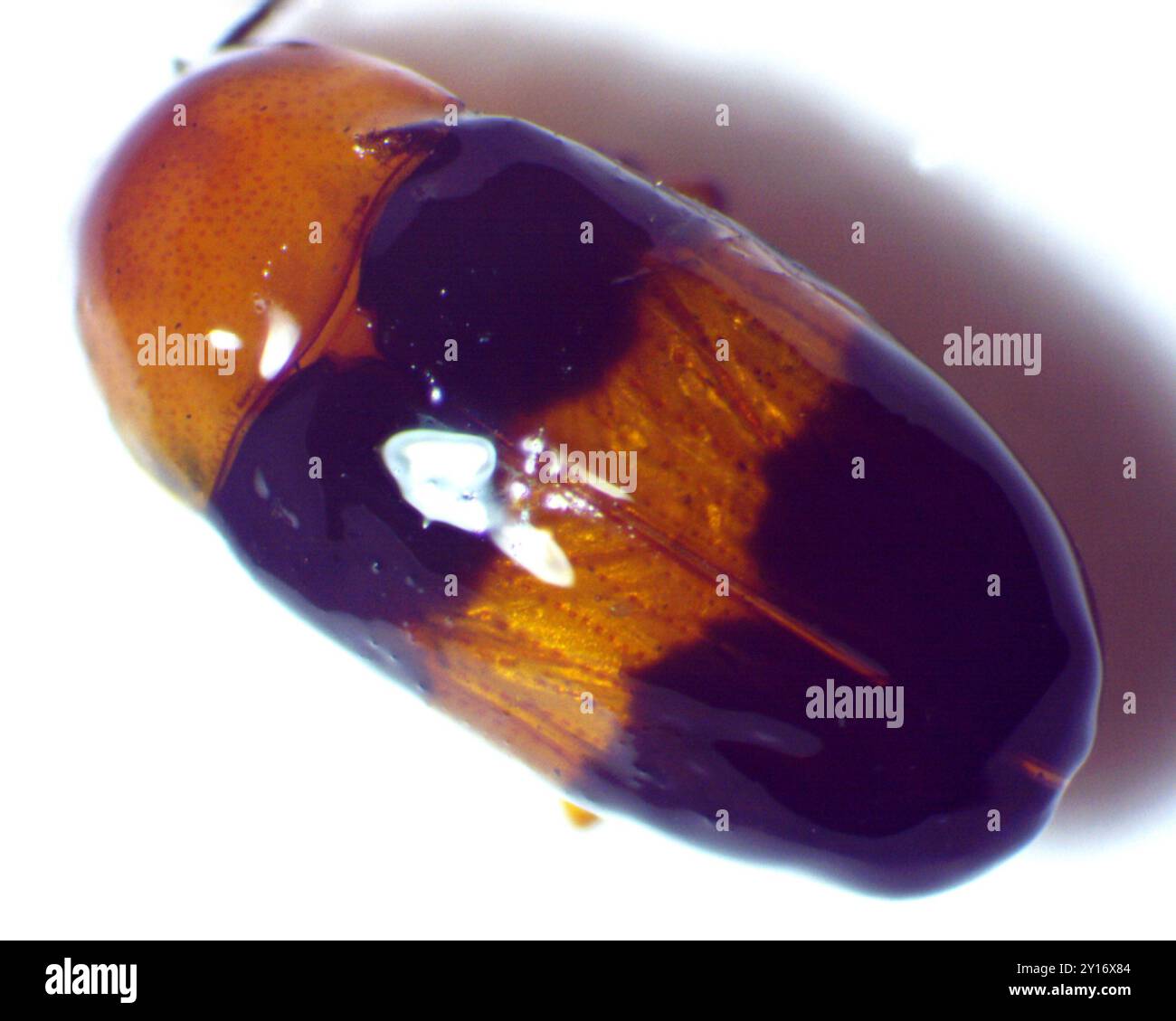 (Triplax festiva) Insecta Stock Photo - Alamy