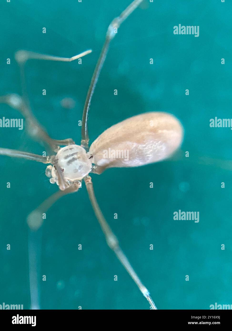 Pholcus opilionoides hi-res stock photography and images - Alamy