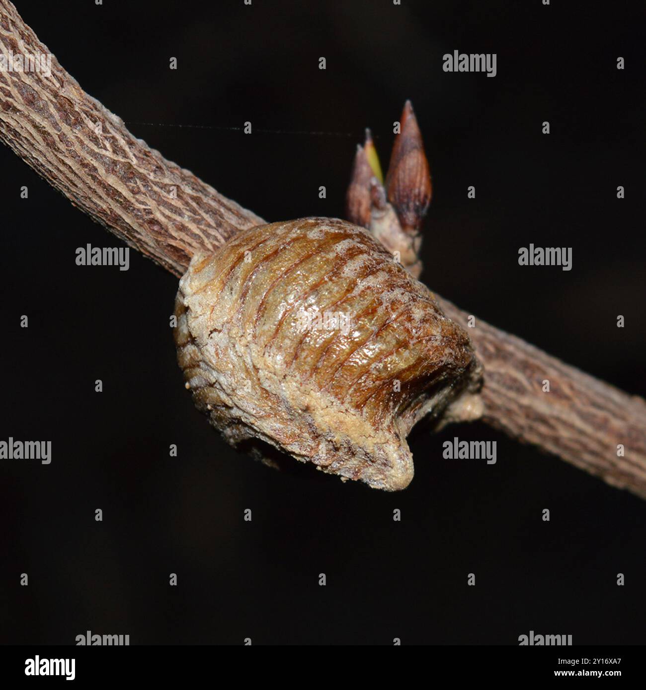 Transcaucasian Giant Mantis (Hierodula transcaucasica) Insecta Stock ...