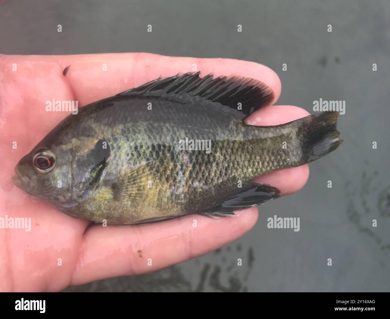 Redspotted Sunfish (Lepomis miniatus) Actinopterygii Stock Photo - Alamy