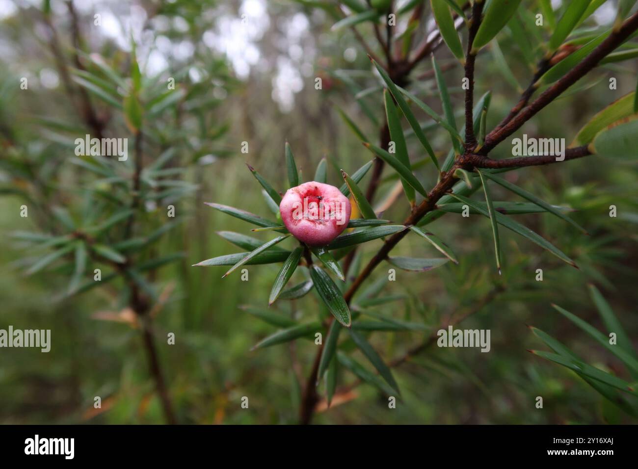 Cheeseberry (Cyathodes glauca) Plantae Stock Photo - Alamy