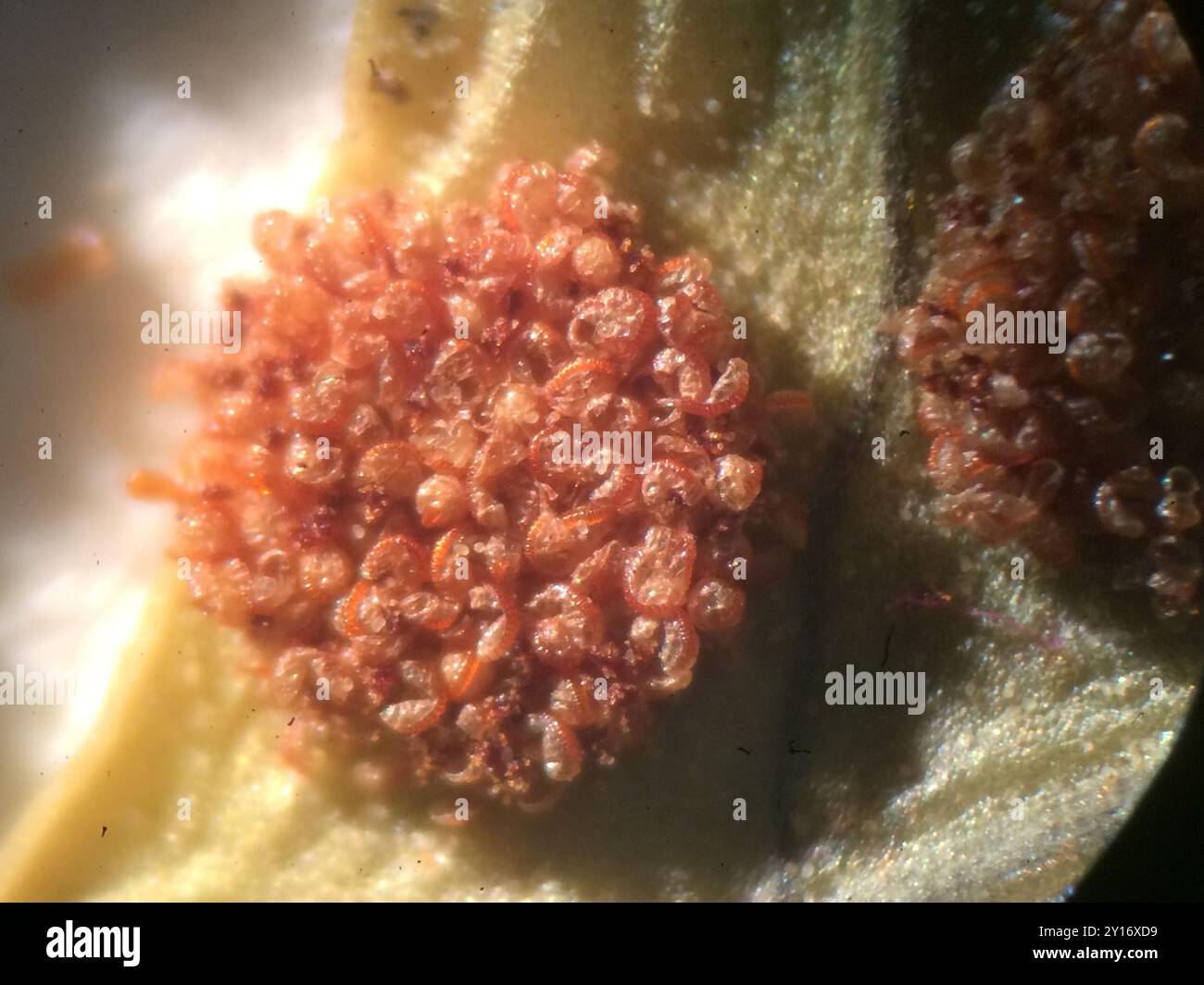 (Polypodium × incognitum) Plantae Stock Photo - Alamy