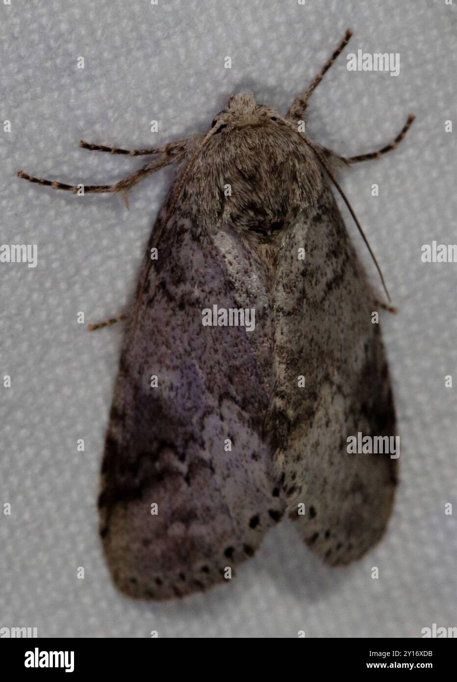 Variable Oakleaf Caterpillar Moth (Lochmaeus manteo) Insecta Stock ...