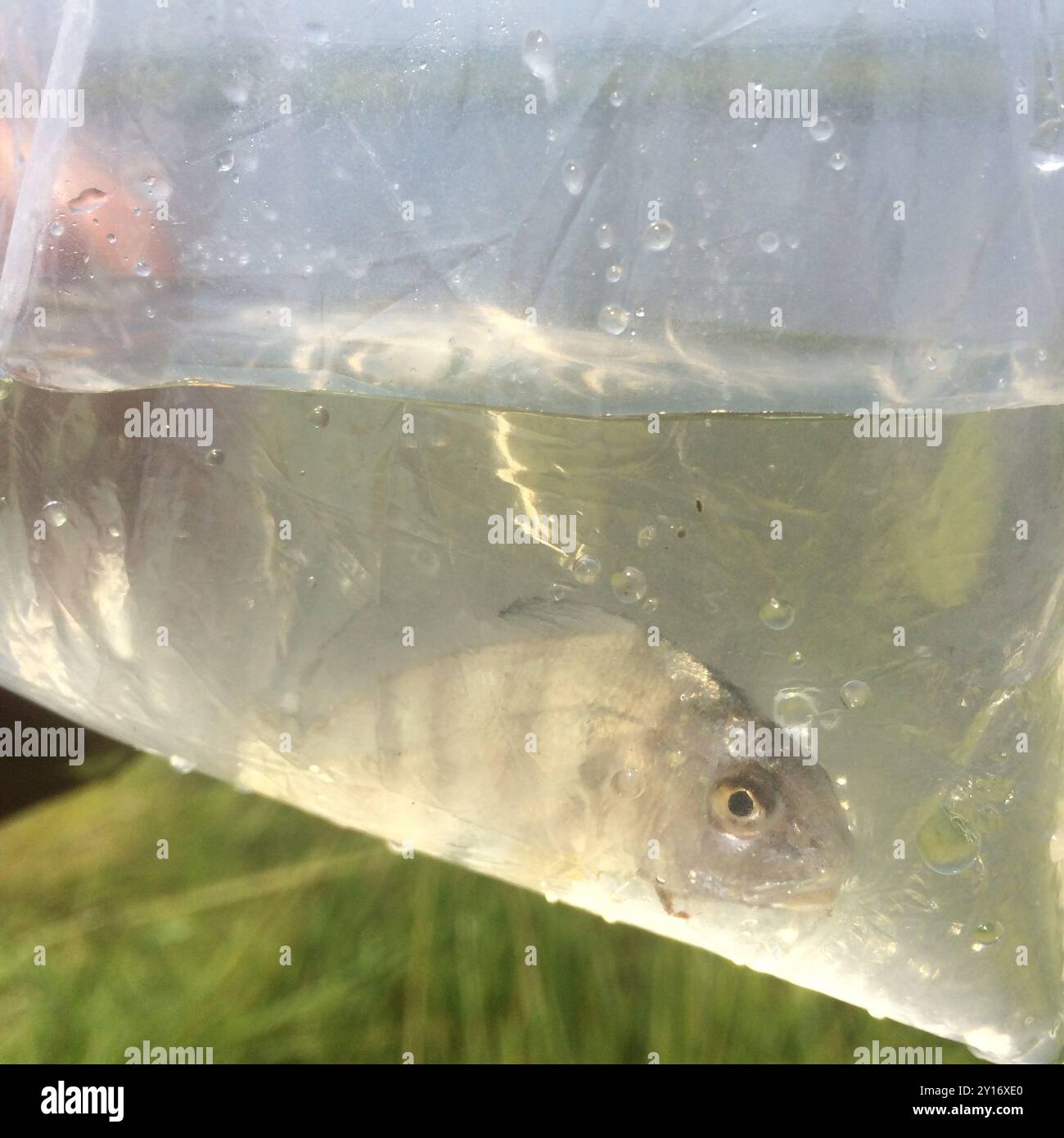 Black Drum (Pogonias cromis) Actinopterygii Stock Photo - Alamy
