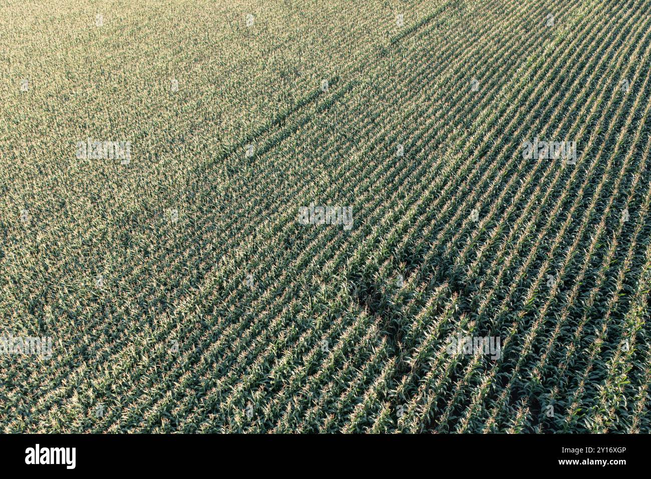 Aerial view of maize field on intensive dairy farm, Llangynbderyn ...