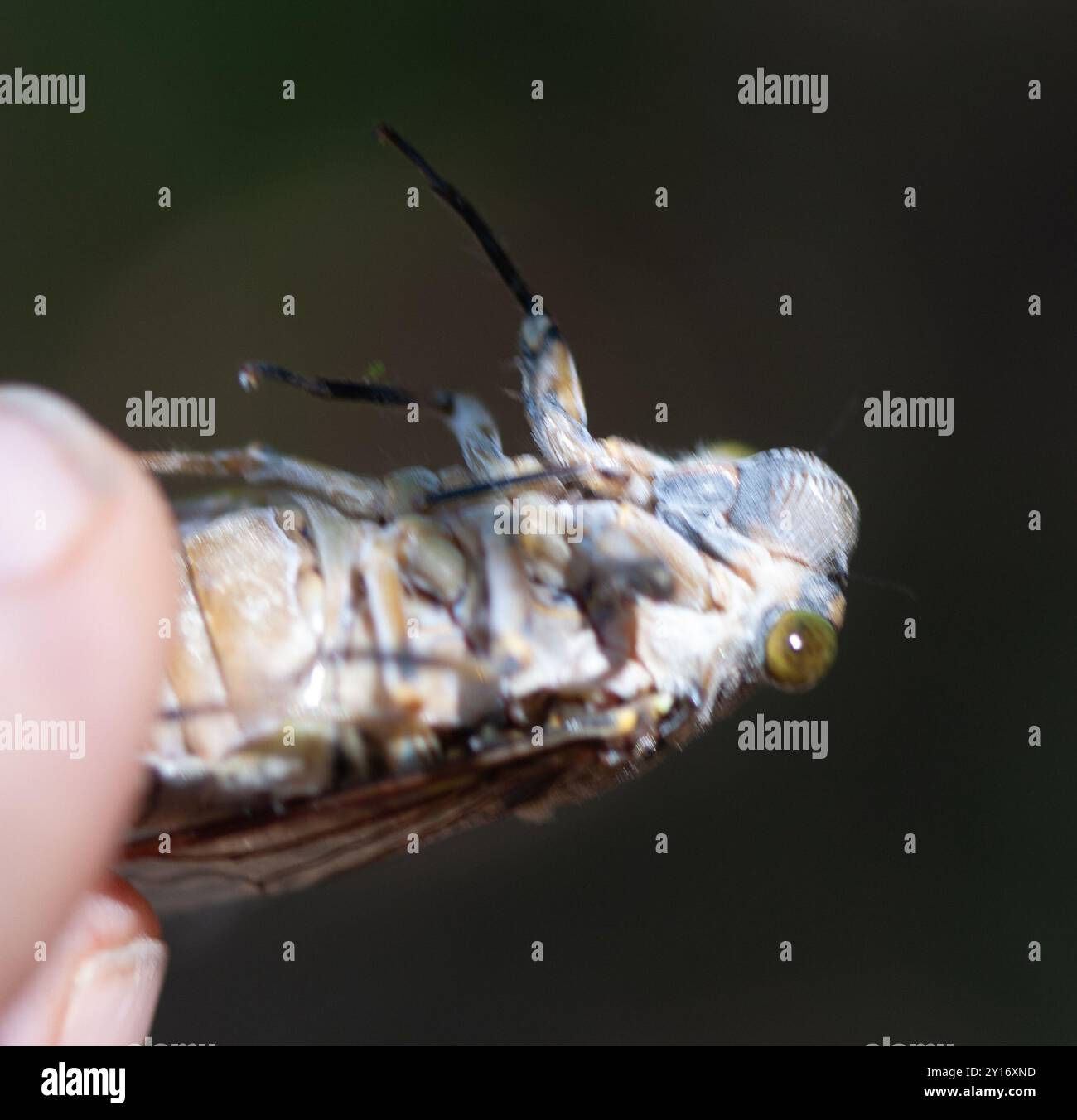 Giant Cicada (Quesada gigas) Insecta Stock Photo - Alamy