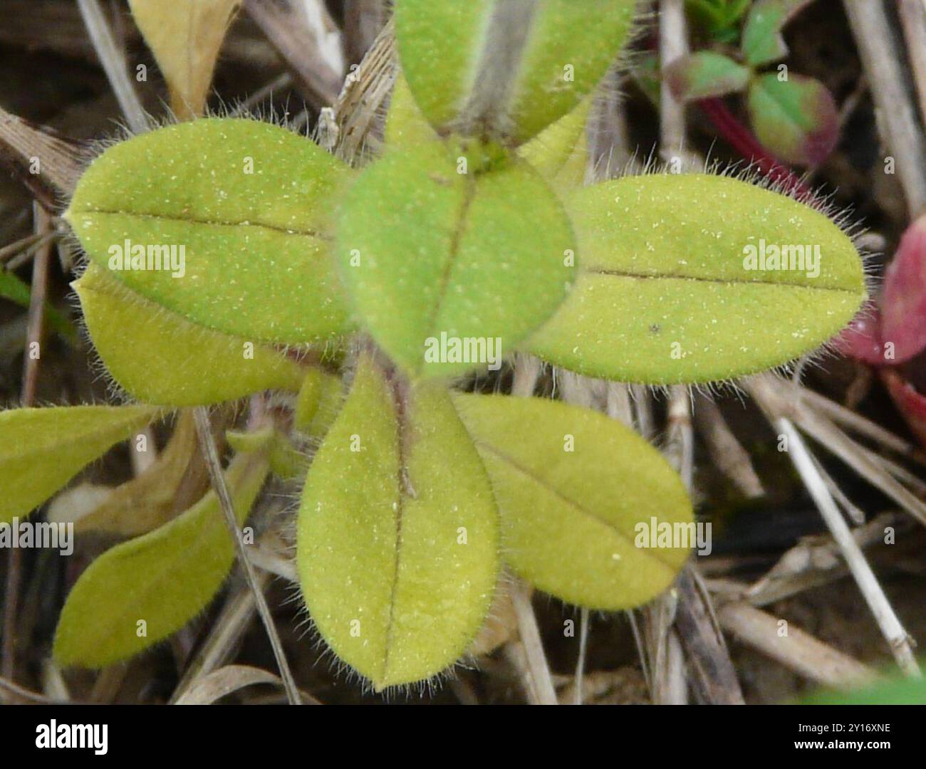 Sticky mouse-ear chickweed (Cerastium glomeratum) Plantae Stock Photo ...