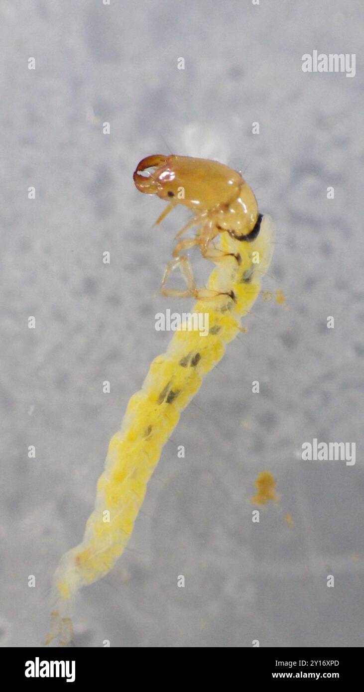 Little Black Caddisflies (Chimarra) Insecta Stock Photo - Alamy