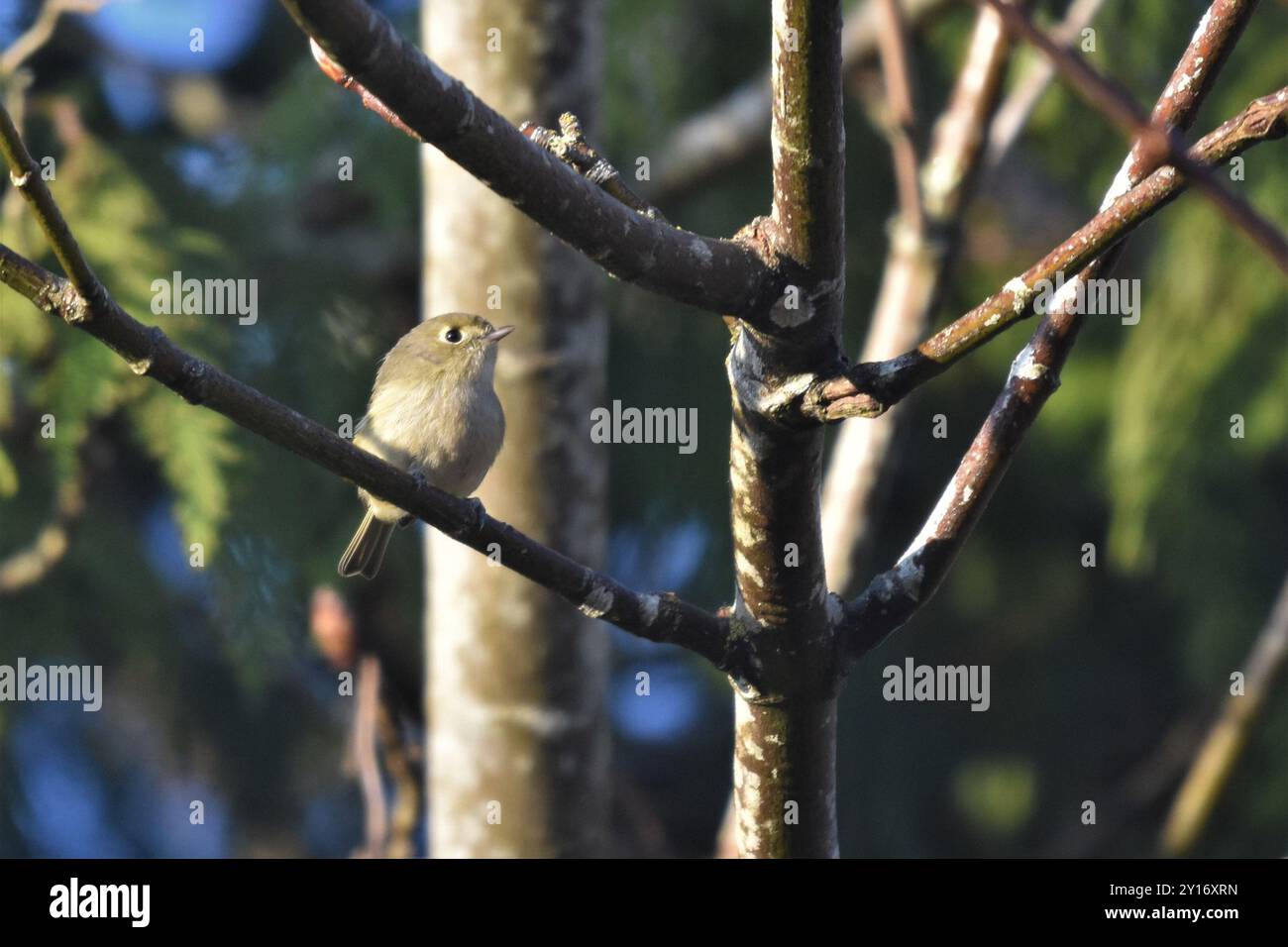 Hutton's Vireo (Vireo huttoni) Aves Stock Photo - Alamy