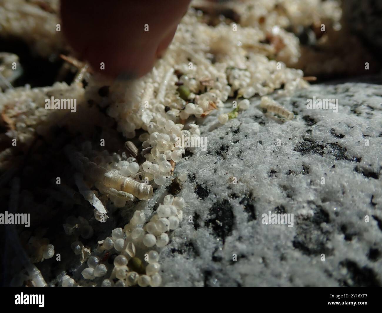 Pacific Herring (Clupea pallasii) Actinopterygii Stock Photo - Alamy