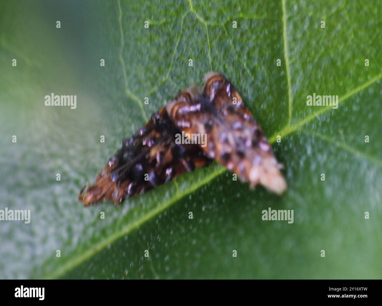 Curved-horn Moths (Gelechioidea) Insecta Stock Photo - Alamy
