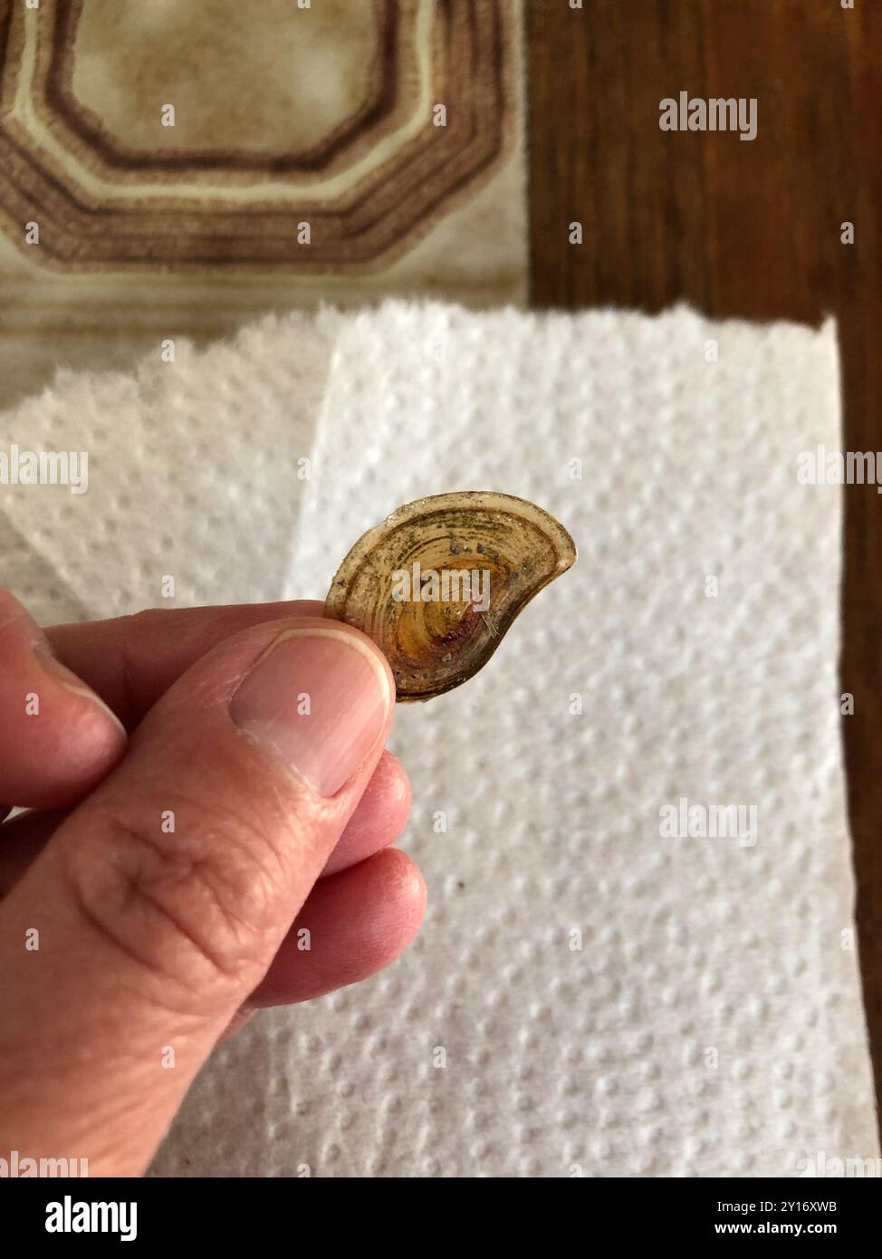 Chinese Mystery Snail (Cipangopaludina chinensis) Mollusca Stock Photo ...