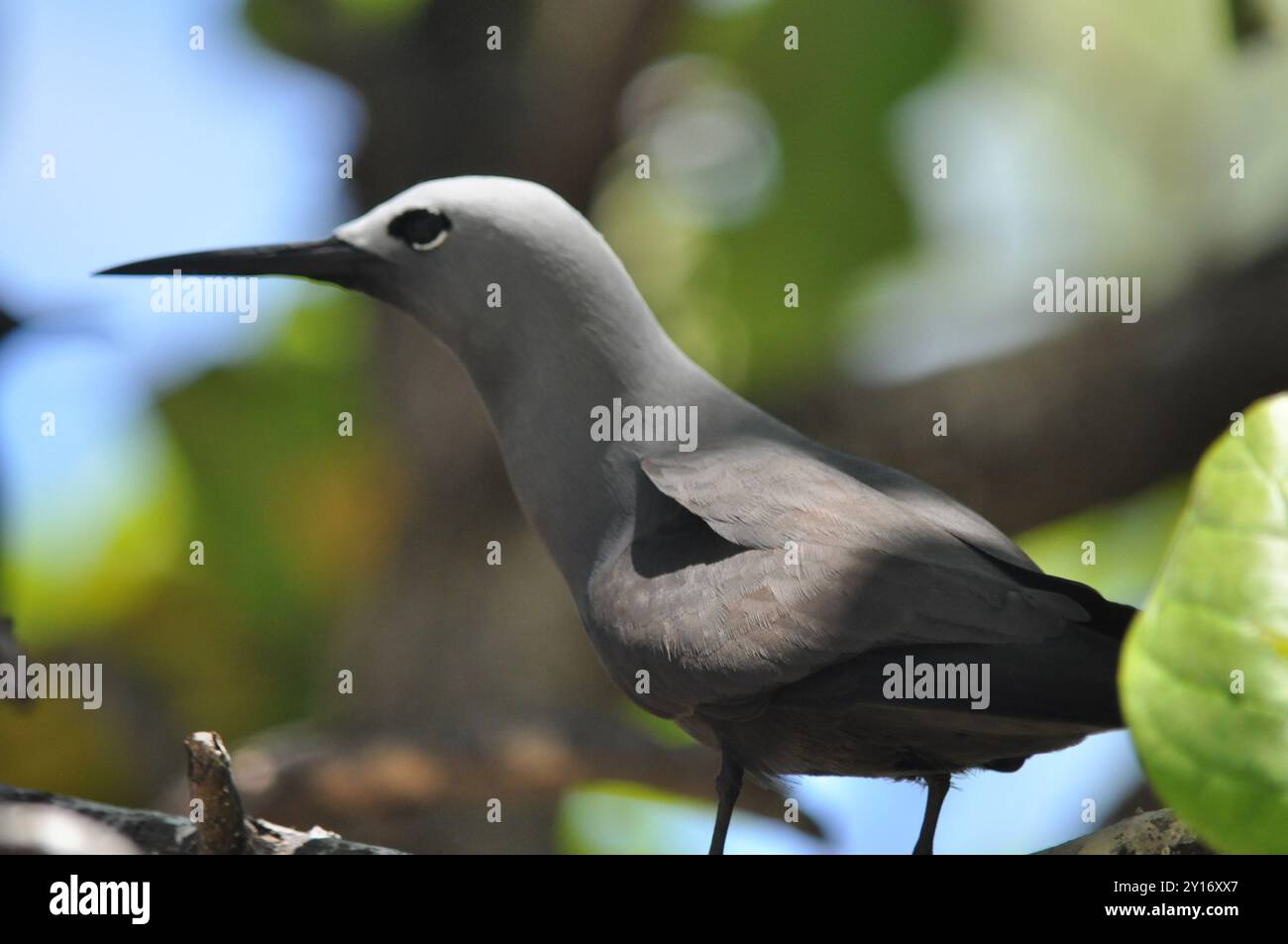 Lesser Noddy (Anous tenuirostris) Aves Stock Photo - Alamy