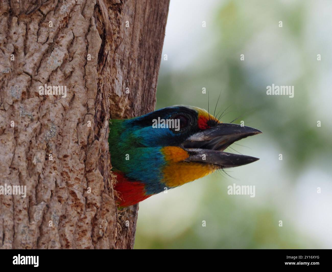 Taiwan Barbet (Psilopogon nuchalis) Aves Stock Photo - Alamy
