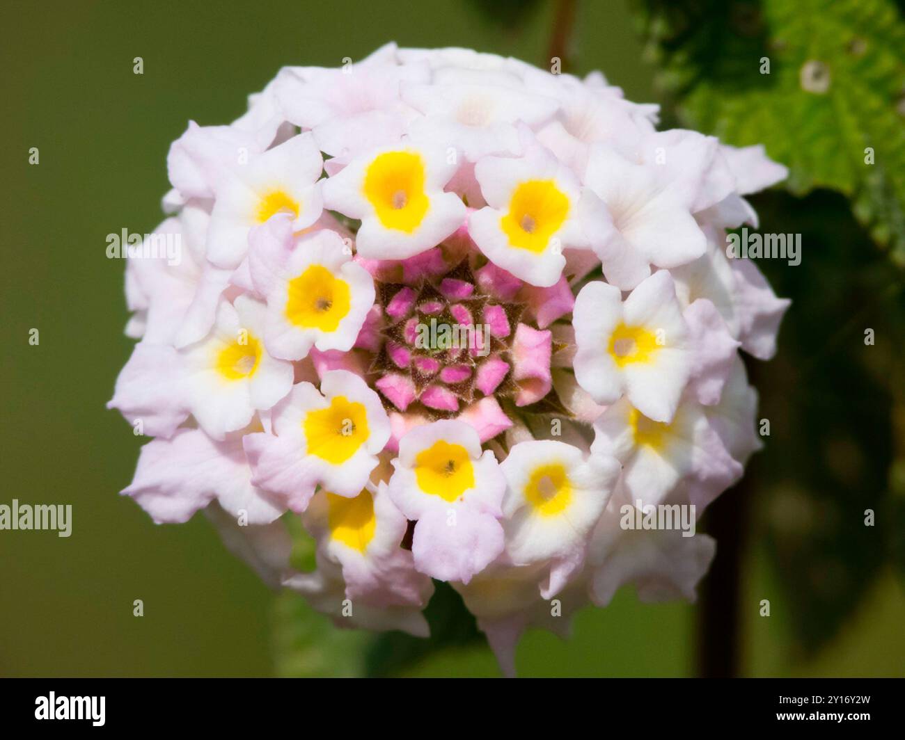 lantanas (Lantana) Plantae Stock Photo - Alamy