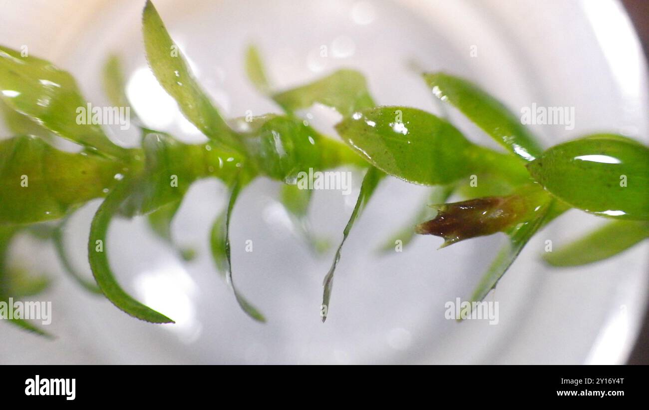 Canadian Waterweed (Elodea canadensis) Plantae Stock Photo - Alamy