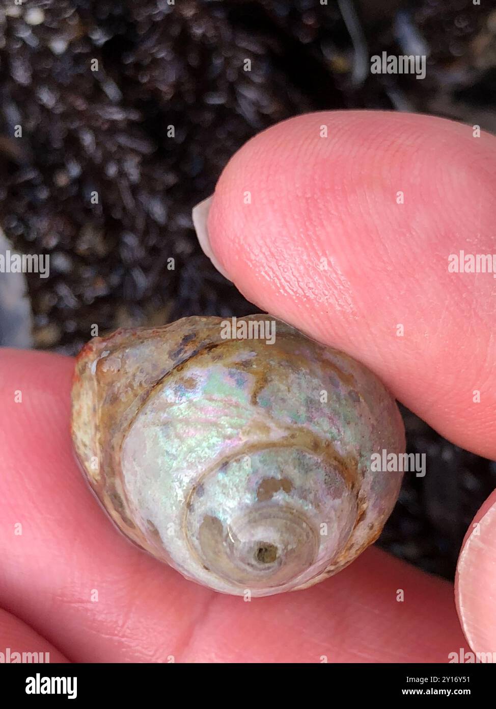 Tegula brunnea hi-res stock photography and images - Alamy