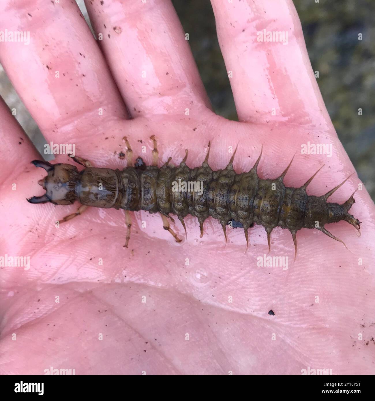 Eastern Dobsonfly (Corydalus cornutus) Insecta Stock Photo - Alamy
