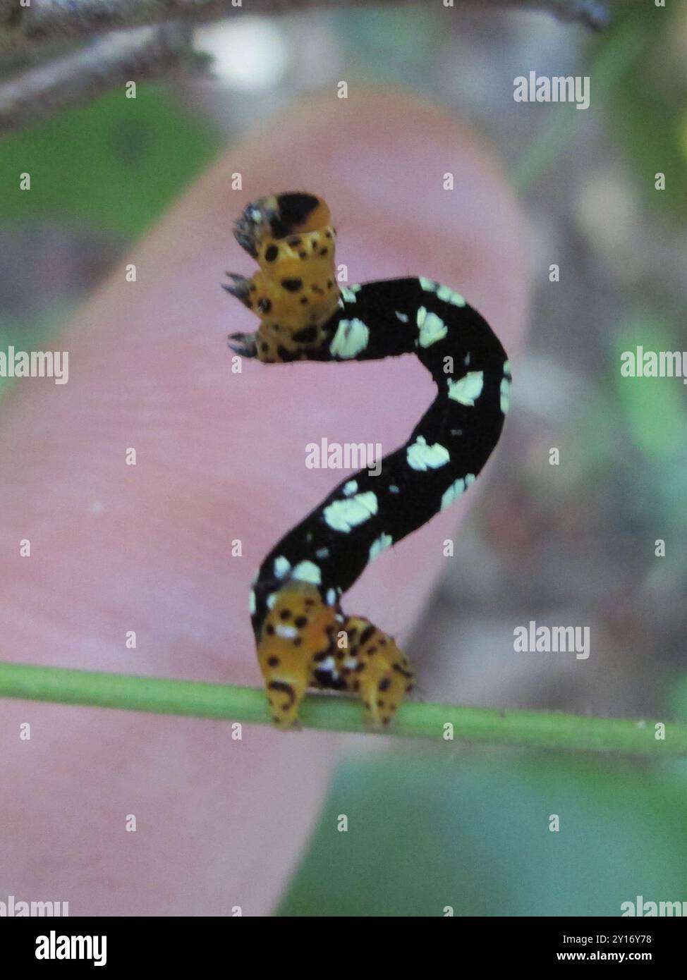 Geometer Moths (Geometridae) Insecta Stock Photo - Alamy