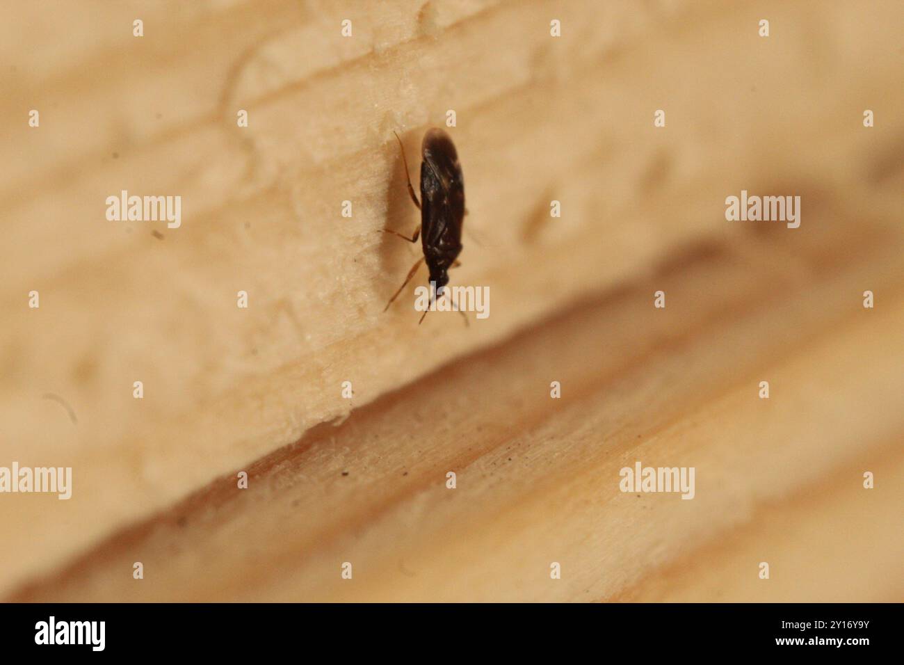 Minute pirate bugs (Anthocoridae) Insecta Stock Photo - Alamy