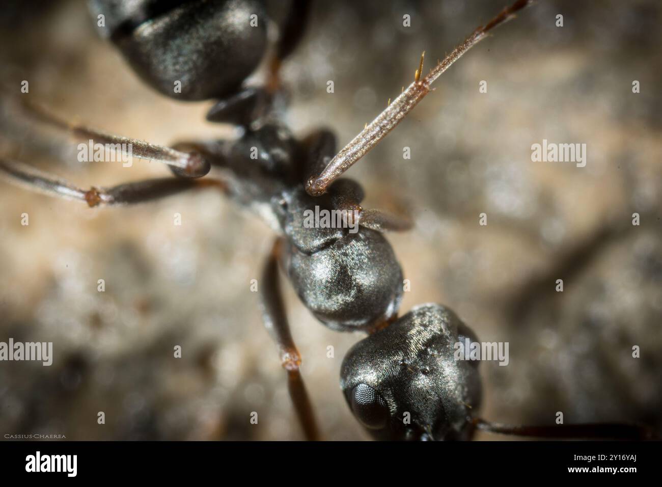 (Formica fusca) Insecta Stock Photo - Alamy