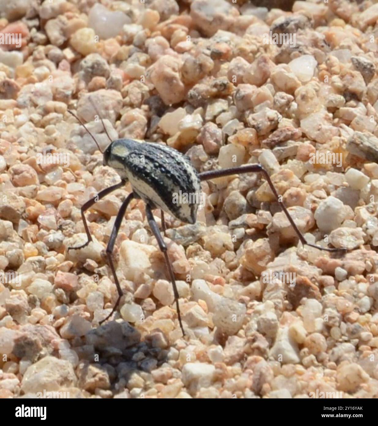 Racingstripe Darkling Beetle (Stenocara gracilipes) Insecta Stock Photo ...