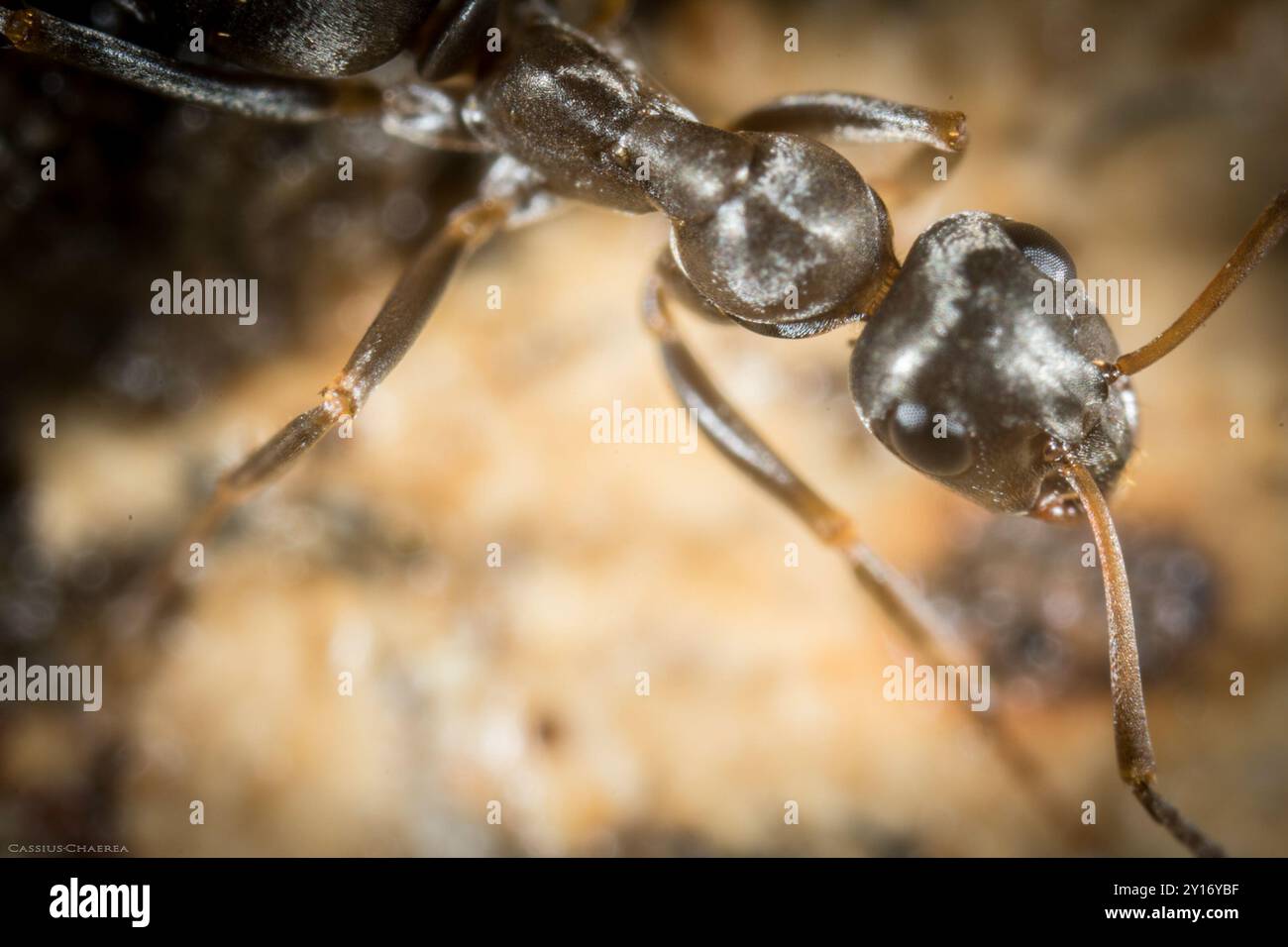 (Formica fusca) Insecta Stock Photo - Alamy