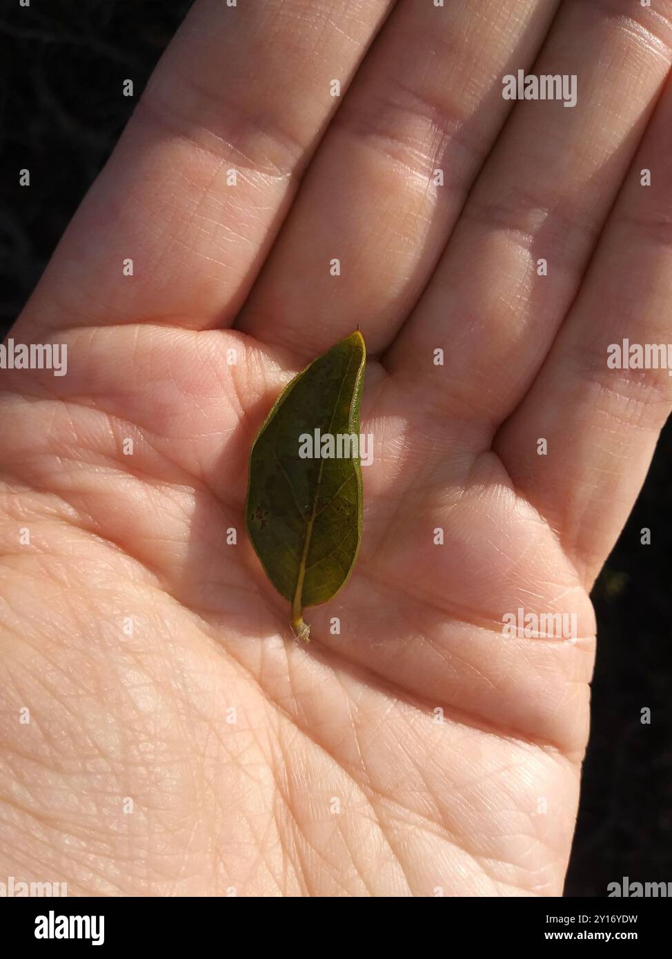 Myrtle Oak (Quercus myrtifolia) Plantae Stock Photo - Alamy