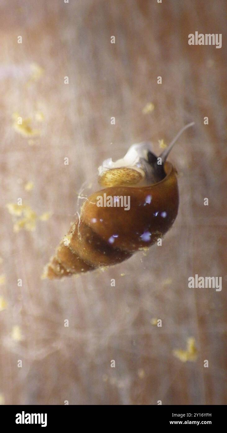 Mollusca New Snail Species Discovered On Kimberley Islands Showcase