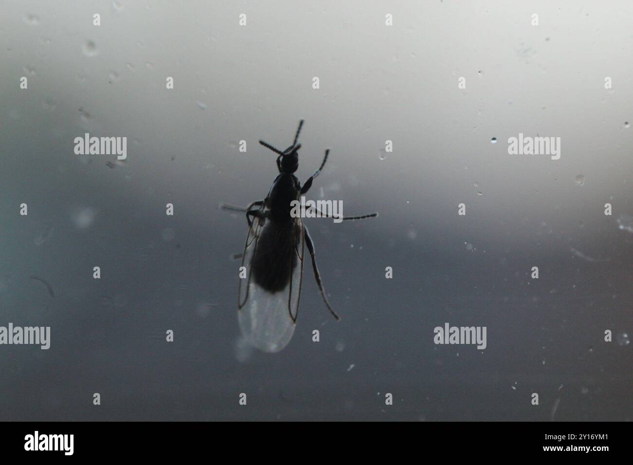 Scatopse notata hi-res stock photography and images - Alamy