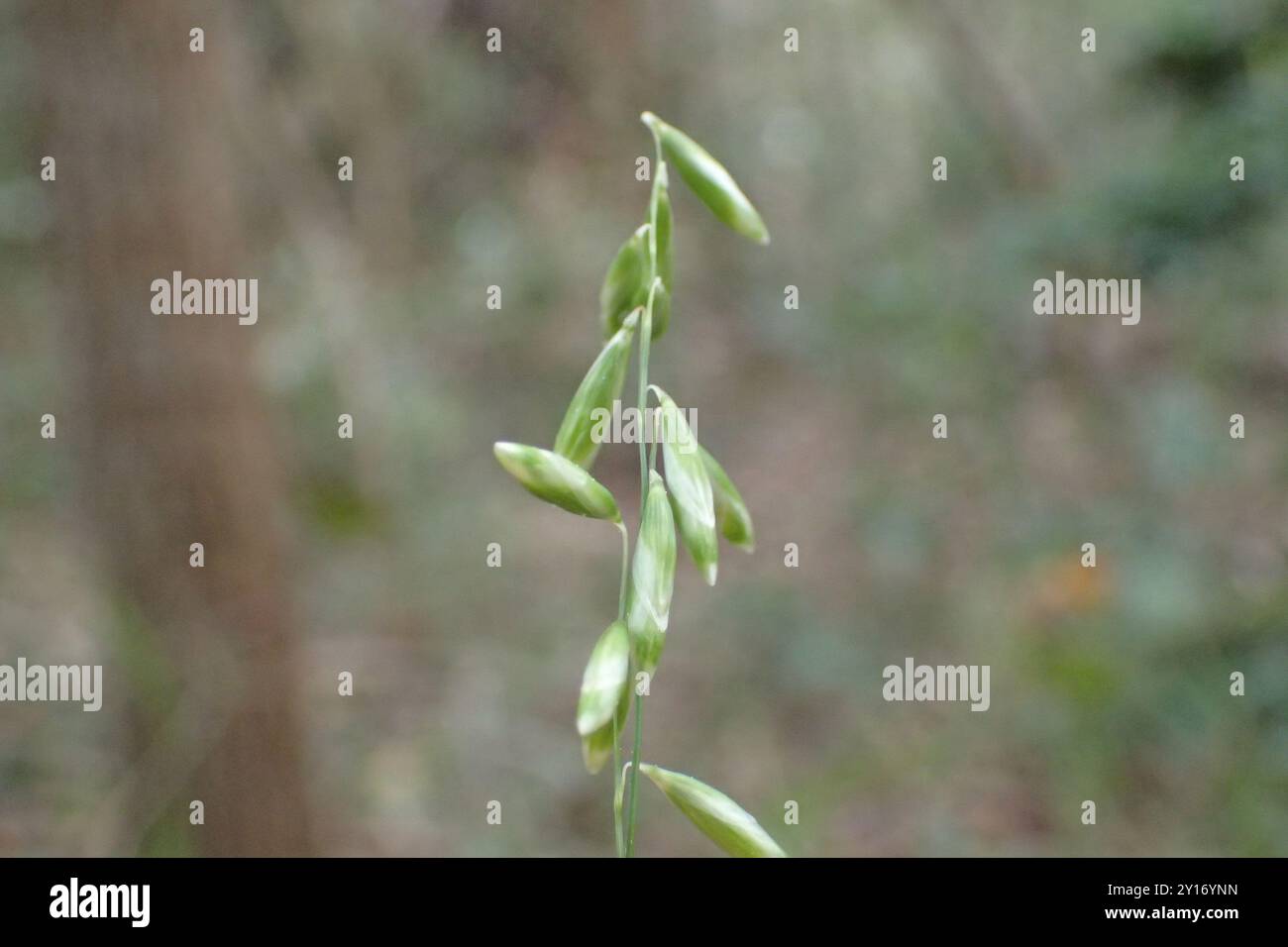 Twoflower Melicgrass (Melica mutica) Plantae Stock Photo - Alamy
