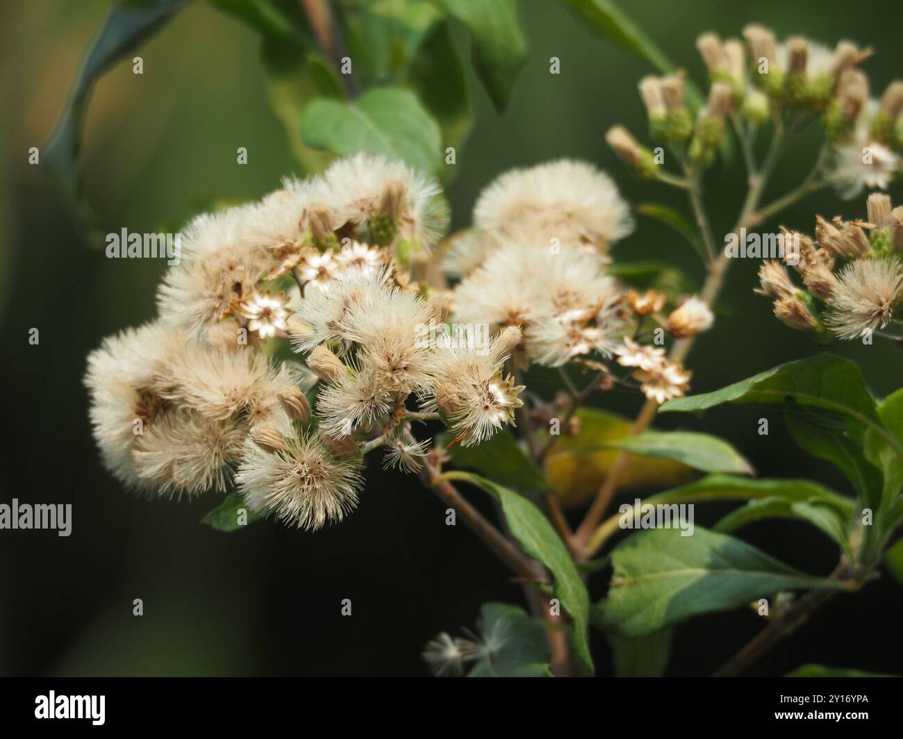 River Bittertea (Gymnanthemum amygdalinum) Plantae Stock Photo - Alamy