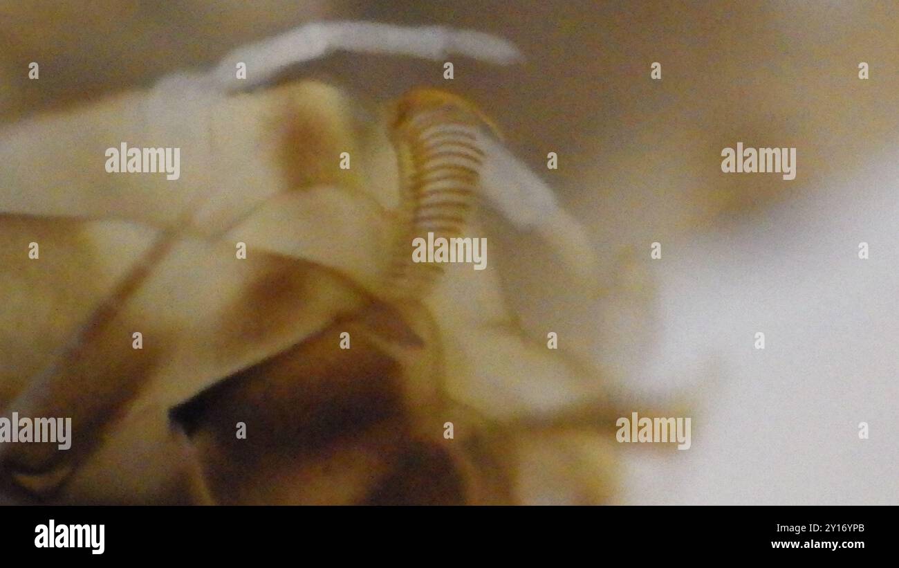 (Ameletus lineatus) Insecta Stock Photo - Alamy