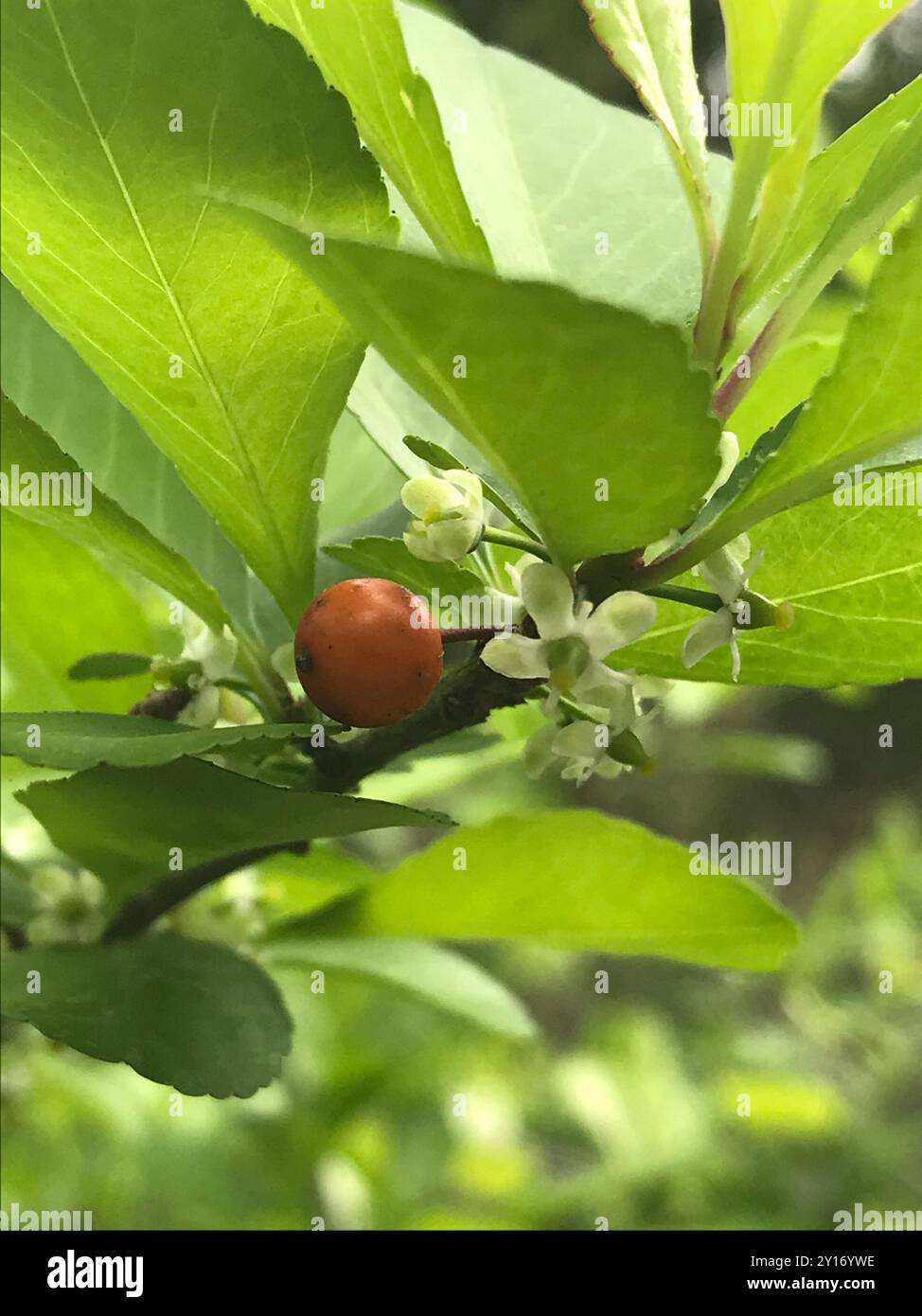 possumhaw (Ilex decidua) Plantae Stock Photo - Alamy