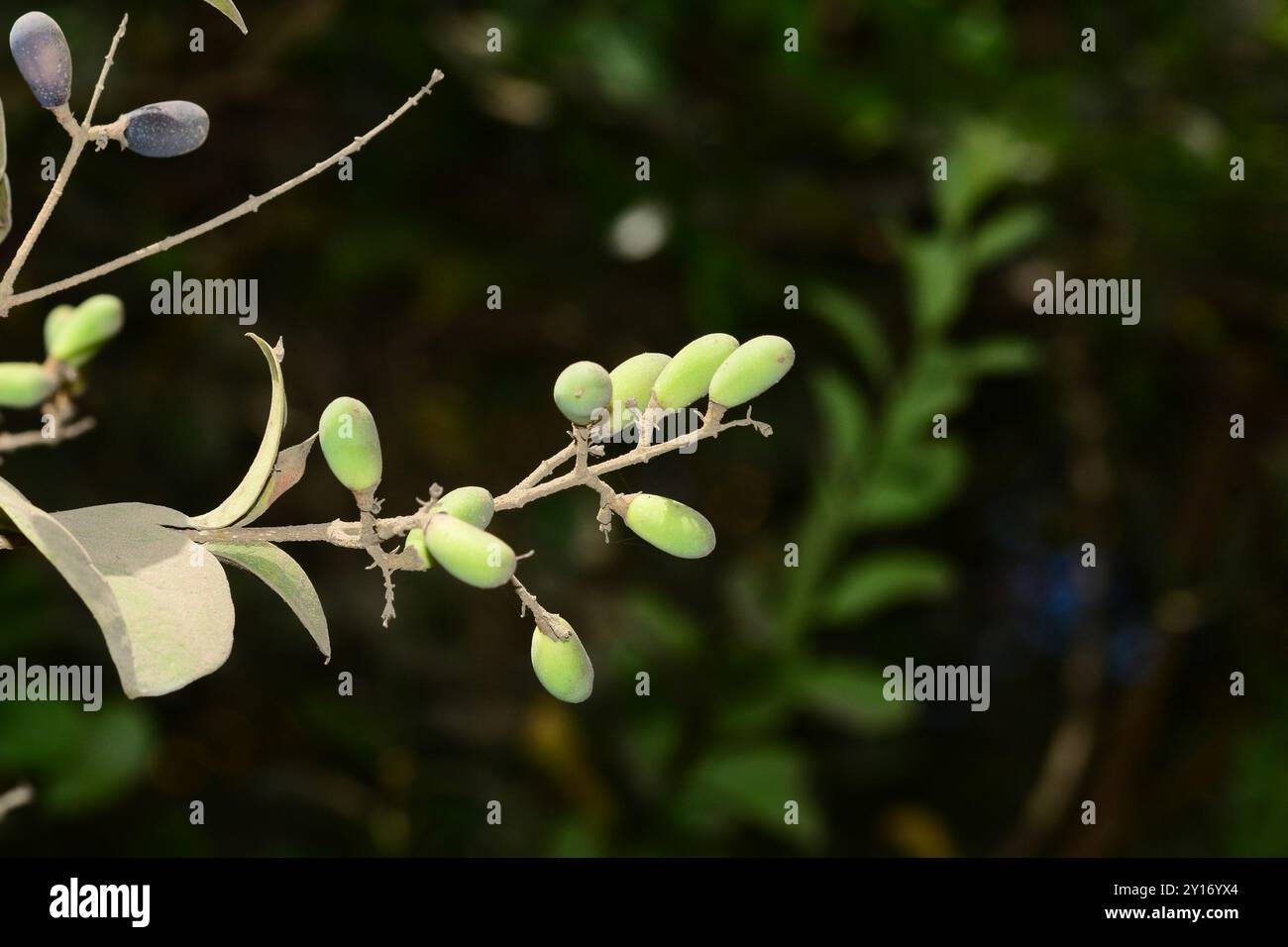 Nilgiri Privet (Ligustrum robustum perrottetii) Plantae Stock Photo - Alamy