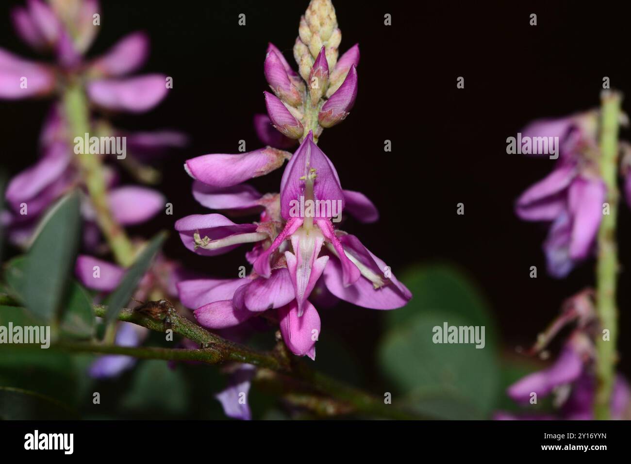 (Indigofera cassioides) Plantae Stock Photo - Alamy