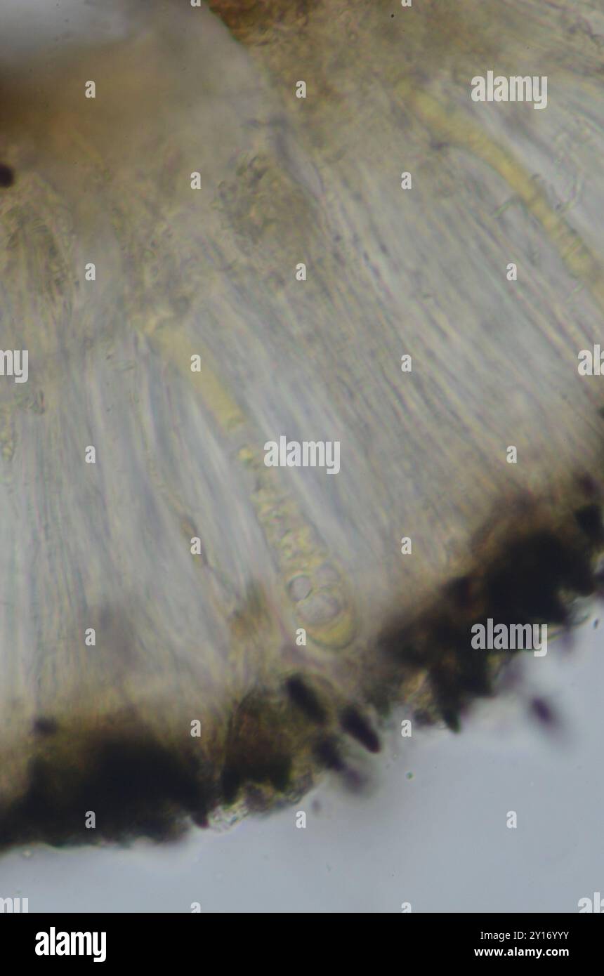 (Lopadium disciforme) Fungi Stock Photo - Alamy