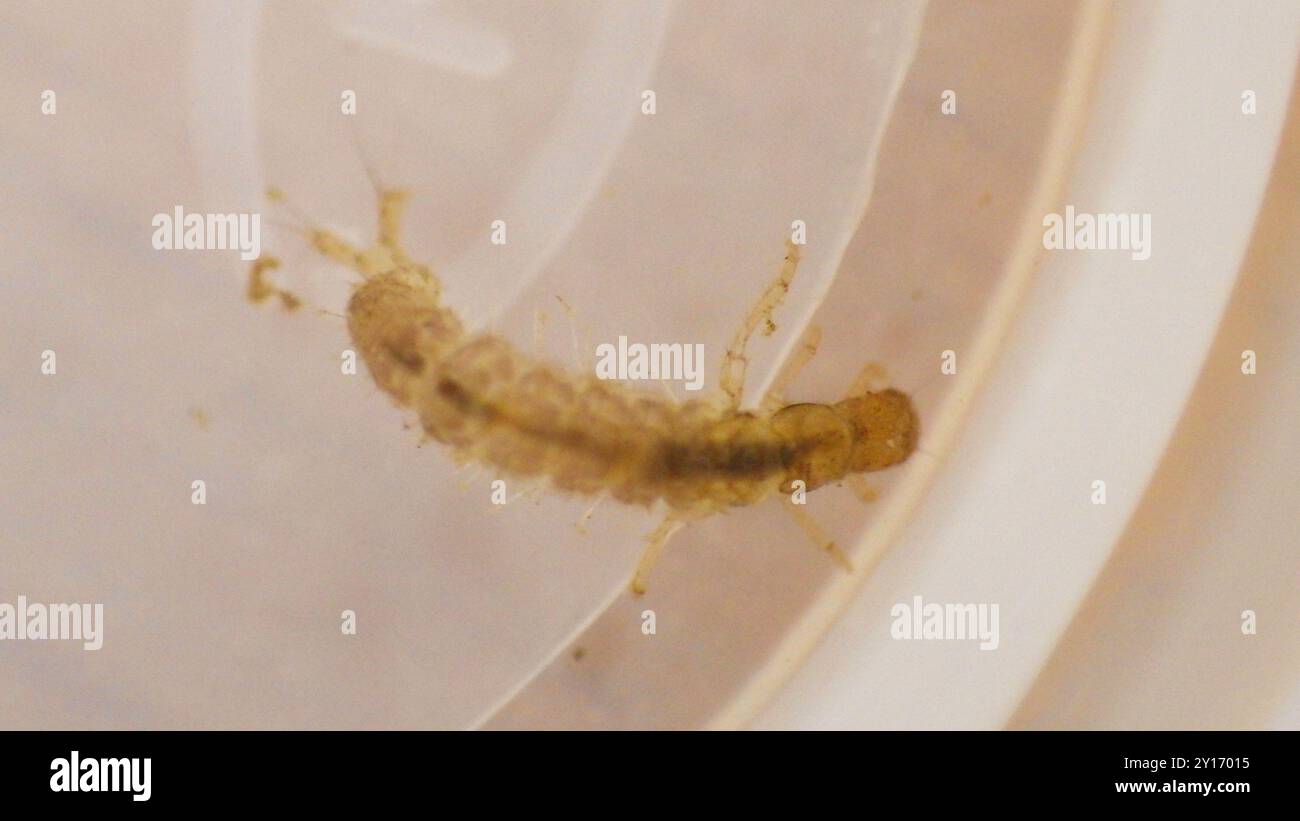 Net-spinning Caddisflies (Hydropsychidae) Insecta Stock Photo - Alamy