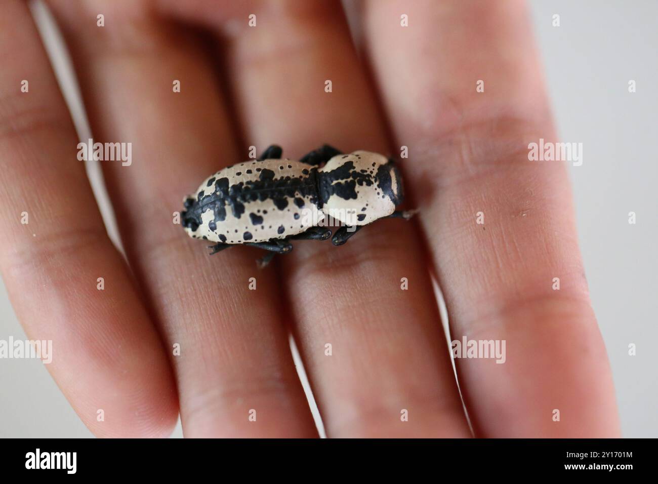 Zopherus hi-res stock photography and images - Alamy