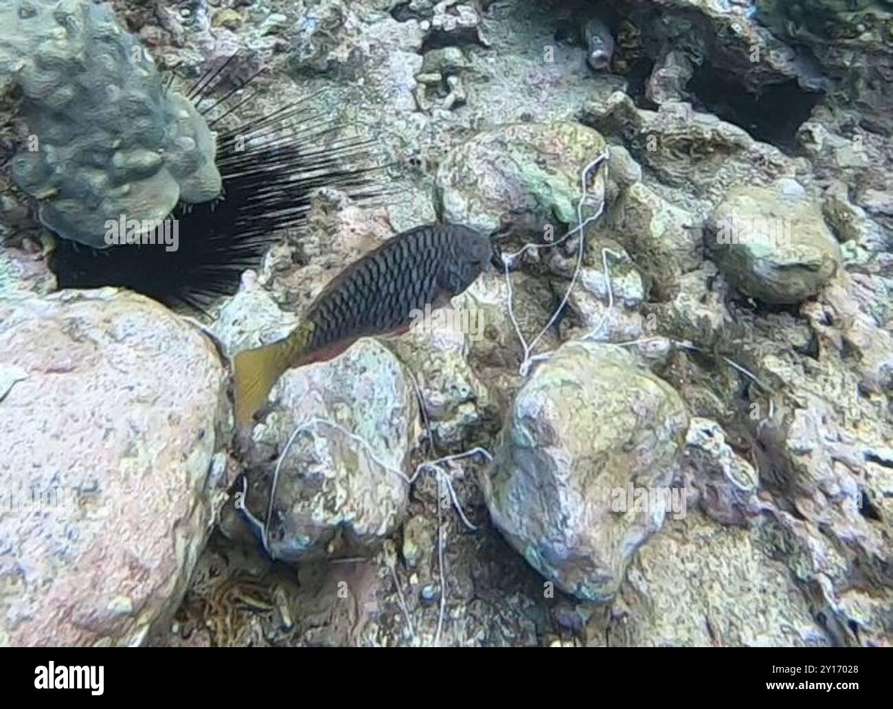 Yellowtail Parrotfish (Sparisoma rubripinne) Actinopterygii Stock Photo ...