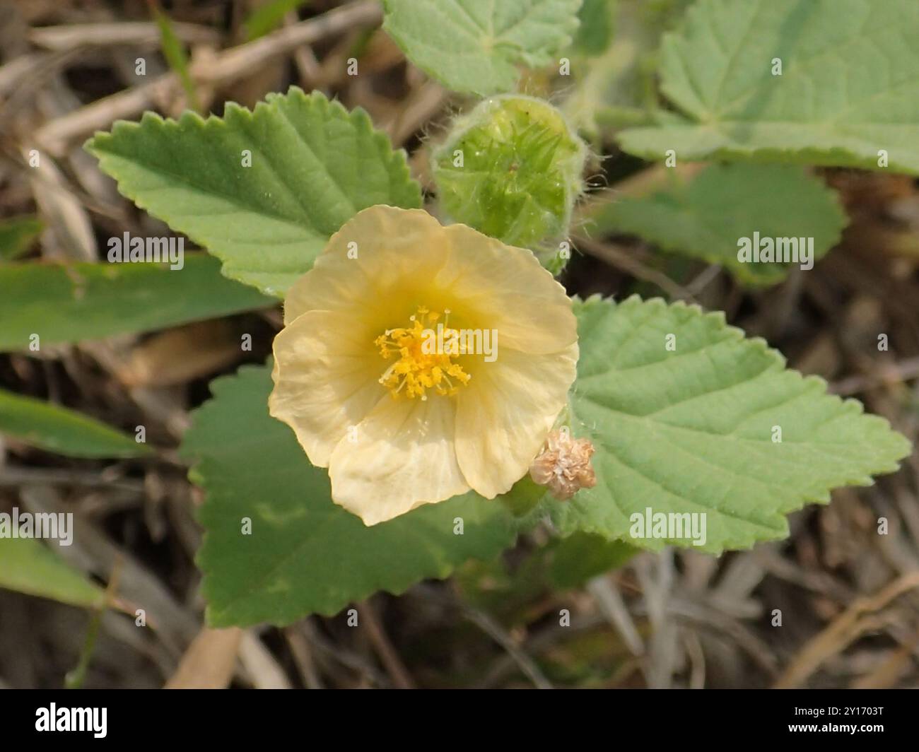 flannel weed (Sida cordifolia) Plantae Stock Photo - Alamy