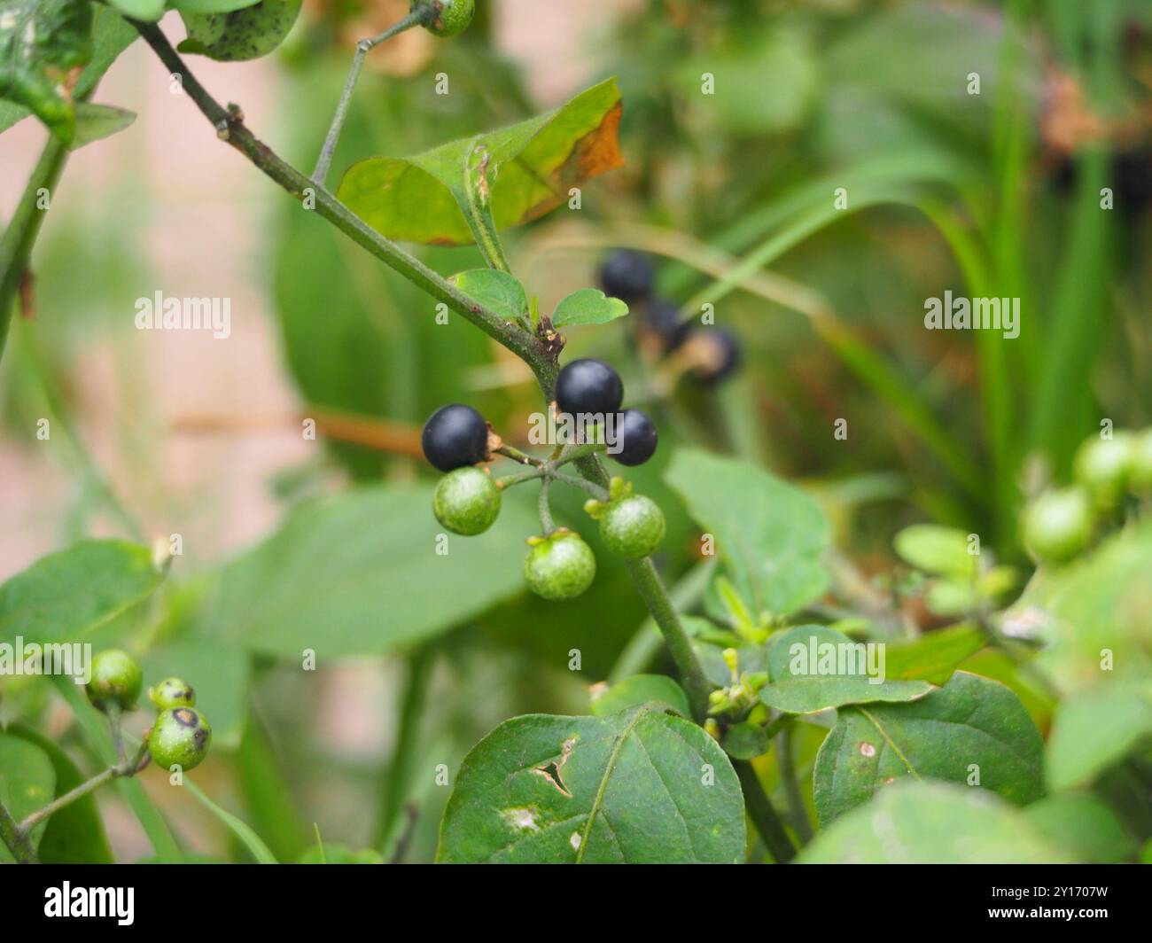 Garden Huckleberry (Solanum scabrum) Plantae Stock Photo - Alamy