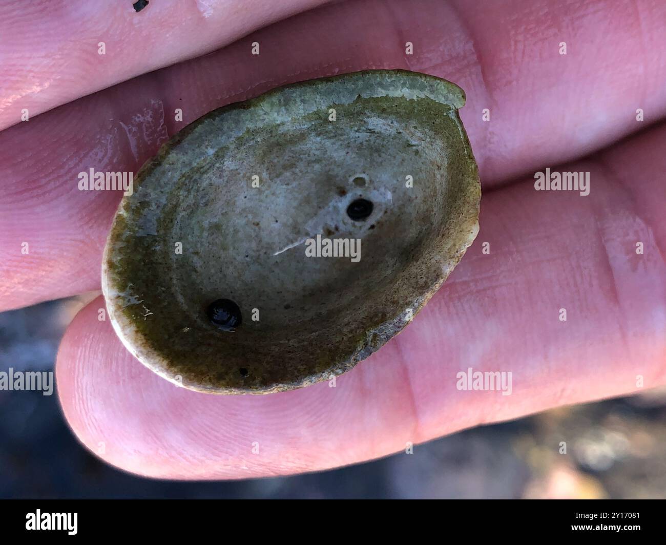 Diodora aspera hi-res stock photography and images - Alamy