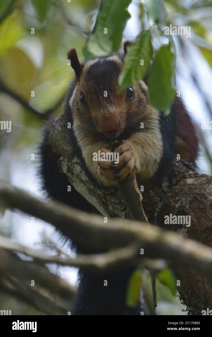 Indian Giant Squirrel (Ratufa indica) Mammalia Stock Photo - Alamy